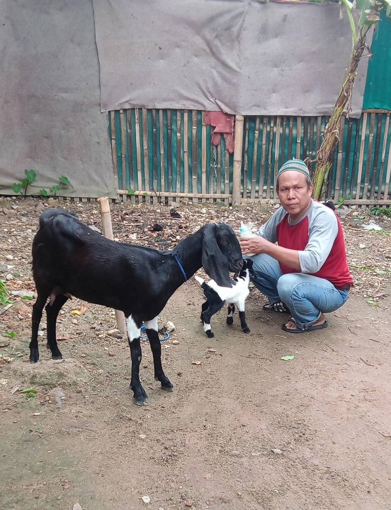 KUNJUNGAN KE PETERNAKAN KAMBING PAK MUHASIM KUNJUNGAN KE PETERNAKAN KAMBING PAK MUHASIM